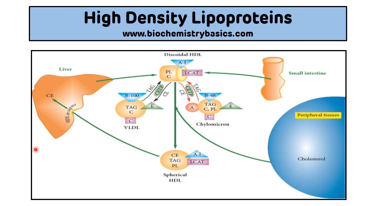 Cholesterol Hdl Cycle