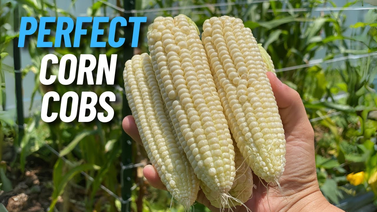 4 Mistakes To Avoid When Growing Corn Youtube