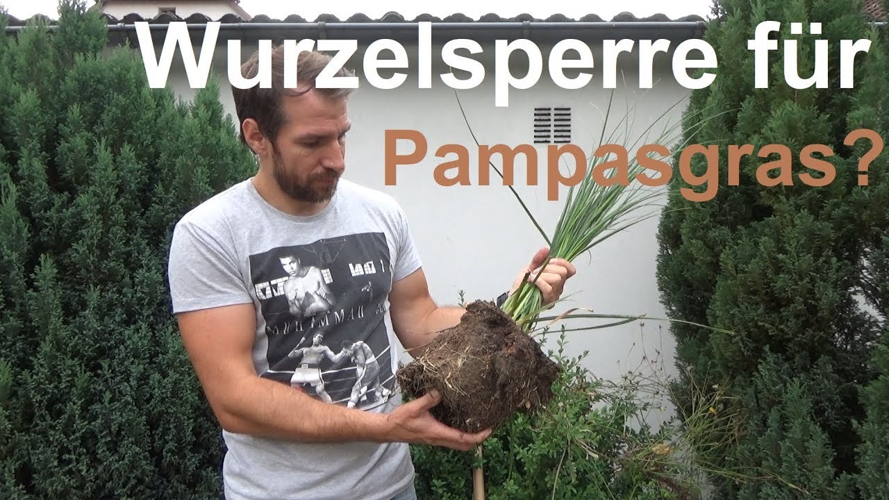 Pampasgras Wurzelausläufer Brauche Ich Eine Wurzelsperre Beim