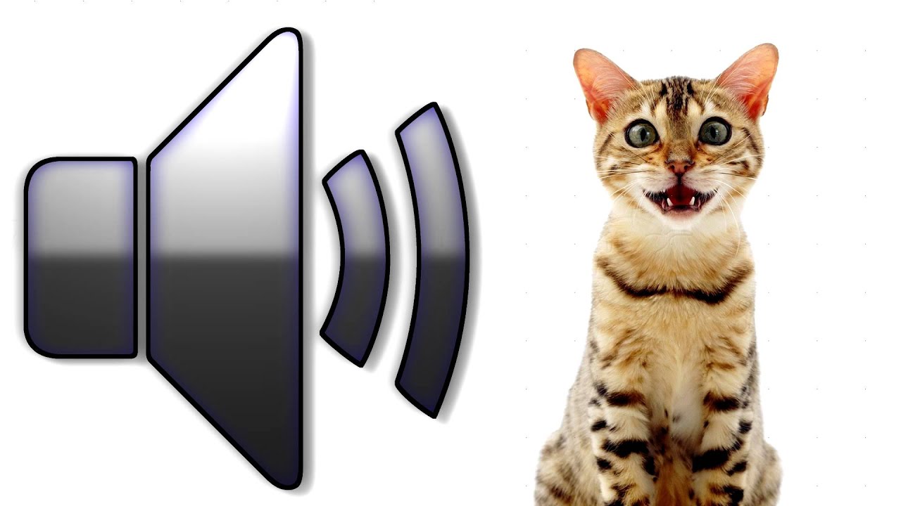 Cute Cat Meowing Sound Effects