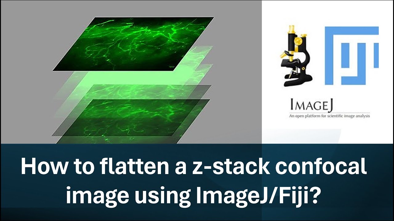 Part 2 How To Flatten A Z Stack Confocal Image Using Imagej Fiji