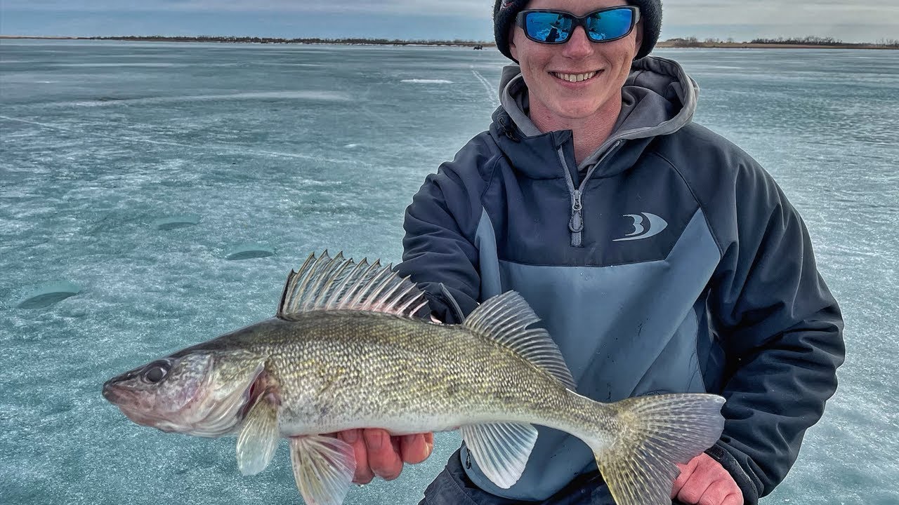 Aggressive Ice Walleye In Shallow Water Youtube