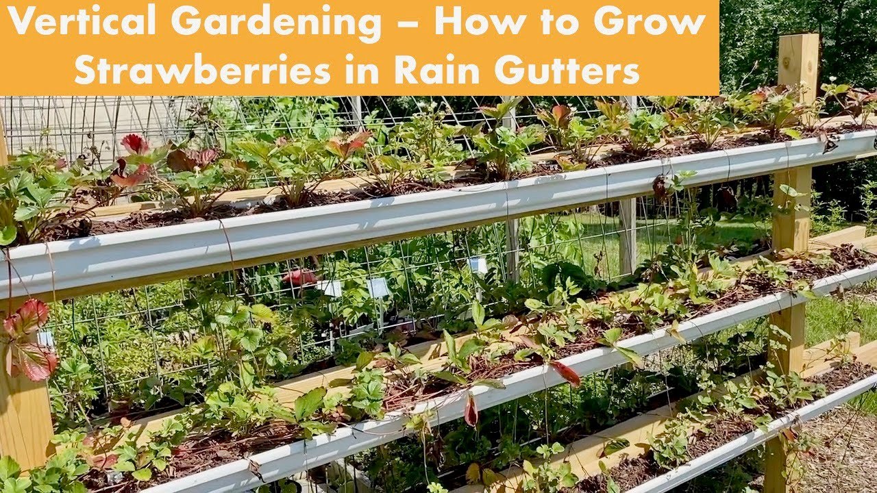 How To Grow Strawberries Vertically In Tubes At Jean Partain Blog