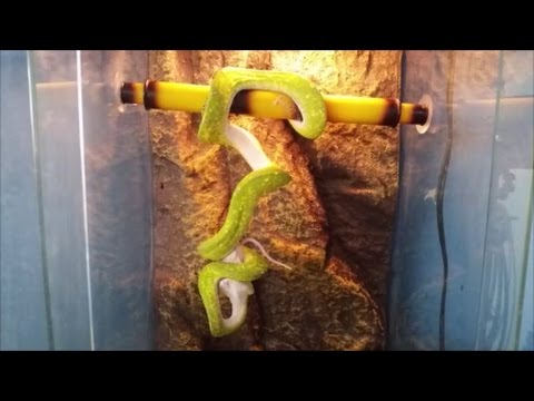 Green Tree Python Eats While Hanging Upside Down Youtube