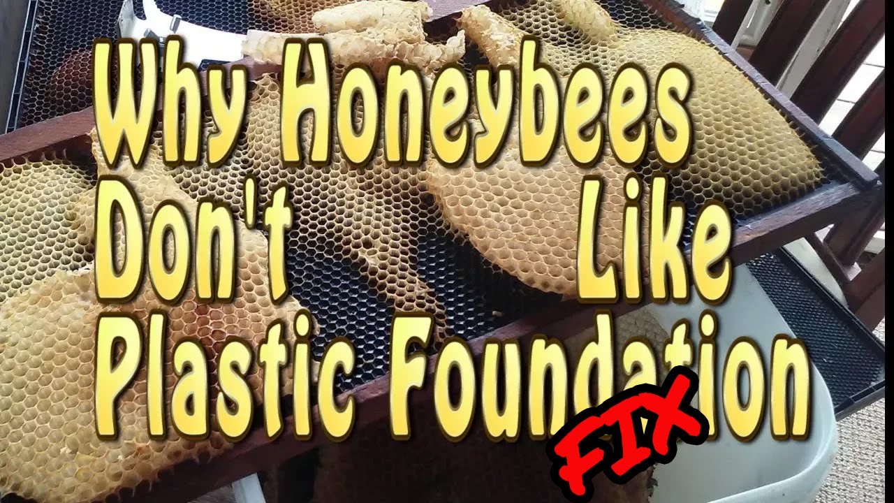 Why Aren T The Bees Building Comb Plastic Foundation Issues Fixed