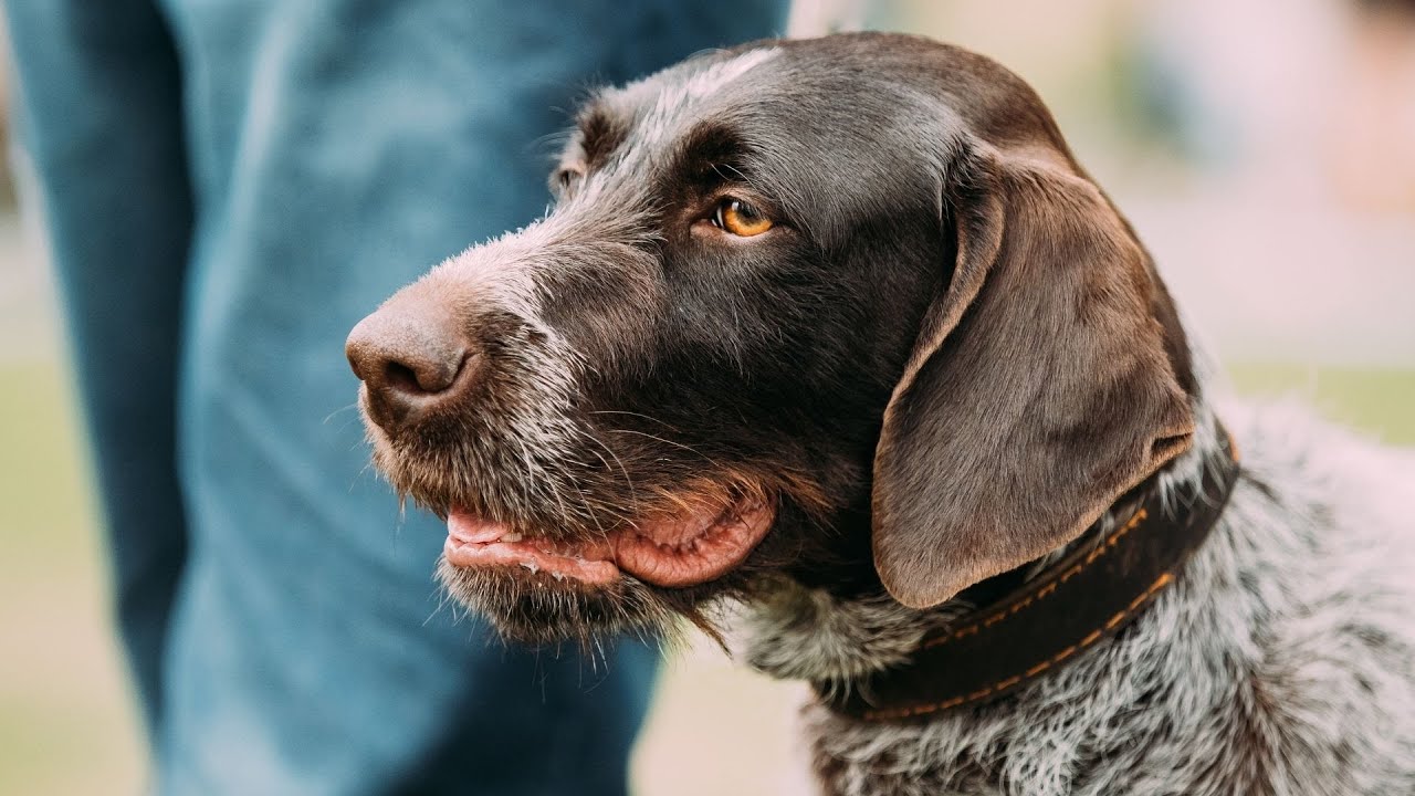 How To Off Leash Train Your German Wirehaired Pointer Youtube