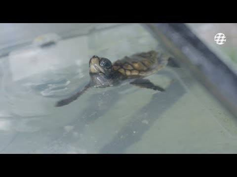 Loggerhead Head Start Program Youtube
