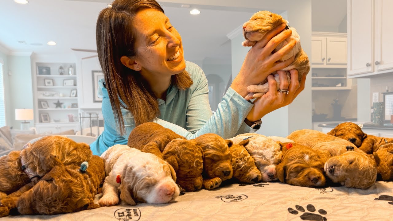 14 New Goldendoodle Puppies Born Youtube
