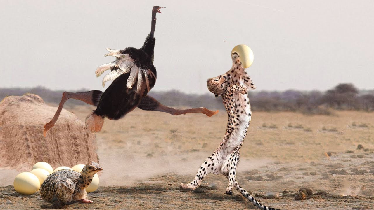 Unbelievable Ostriches Defeat Hungry Leopard With A Fatal Kick To