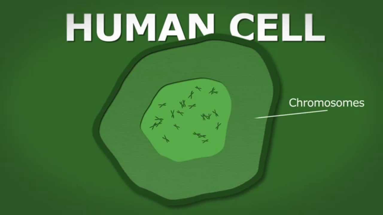 Genetics Youtube