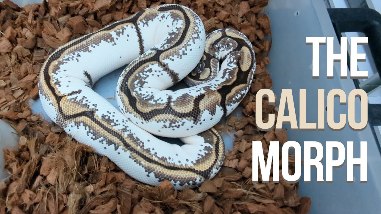 Nbk Ball Pythons Calico Edition Youtube