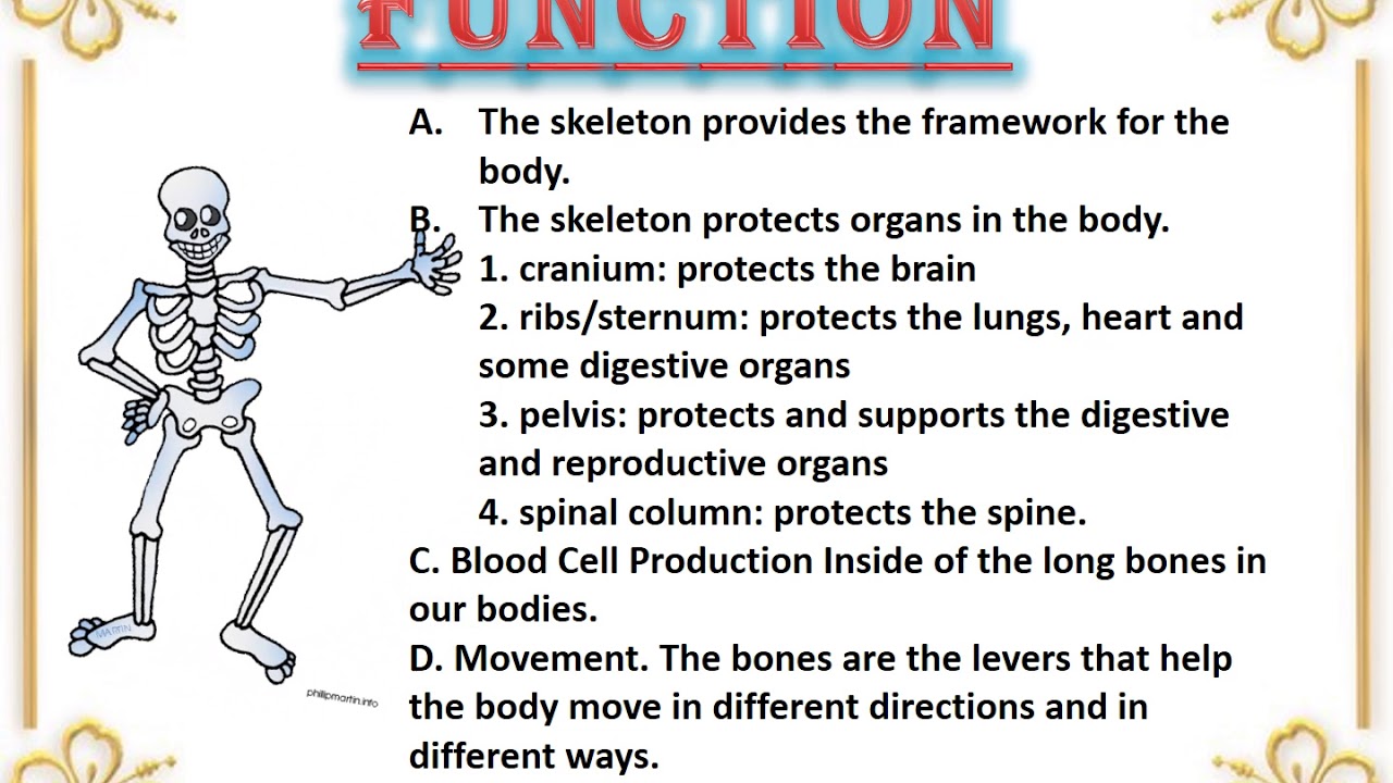 Skeletal System Ppt Skeleton System Of Human Body Anatomy Human