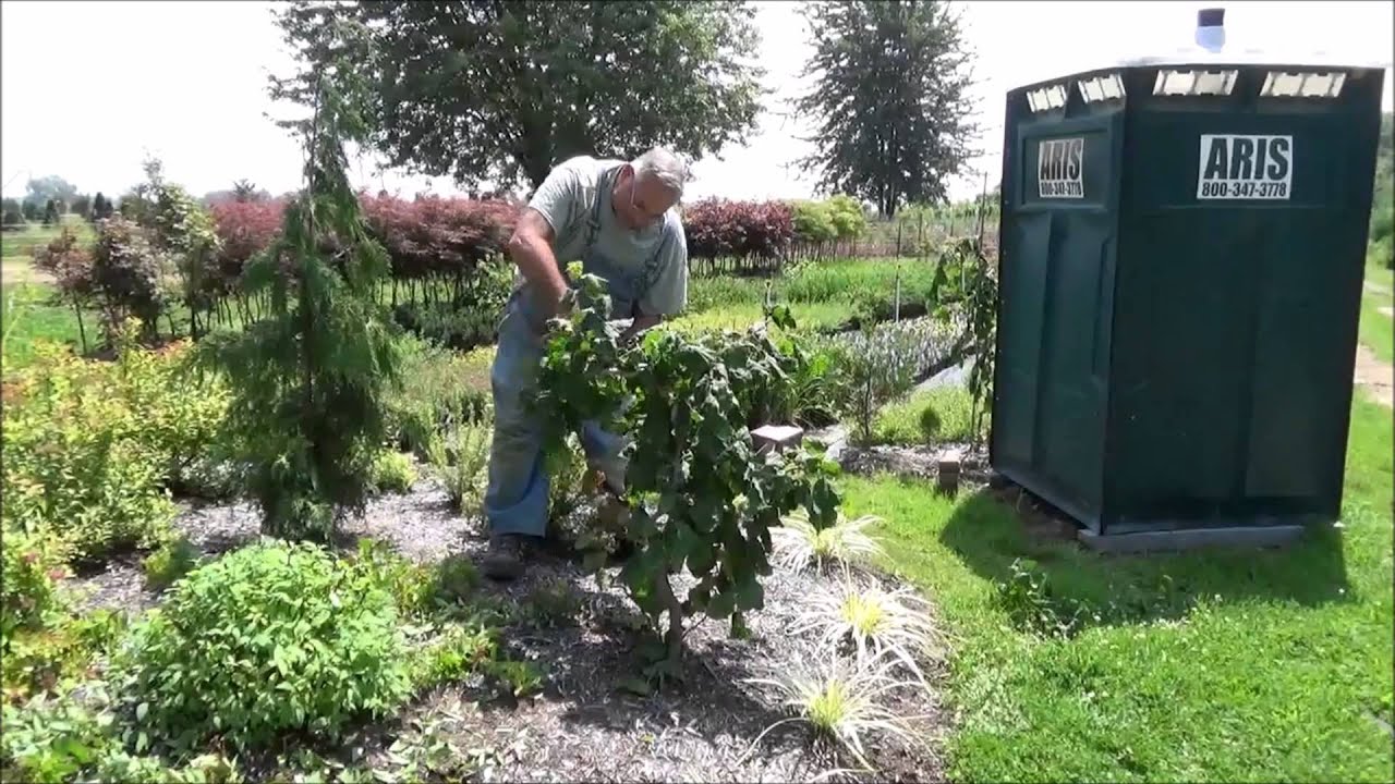 Pruning Tips Youtube
