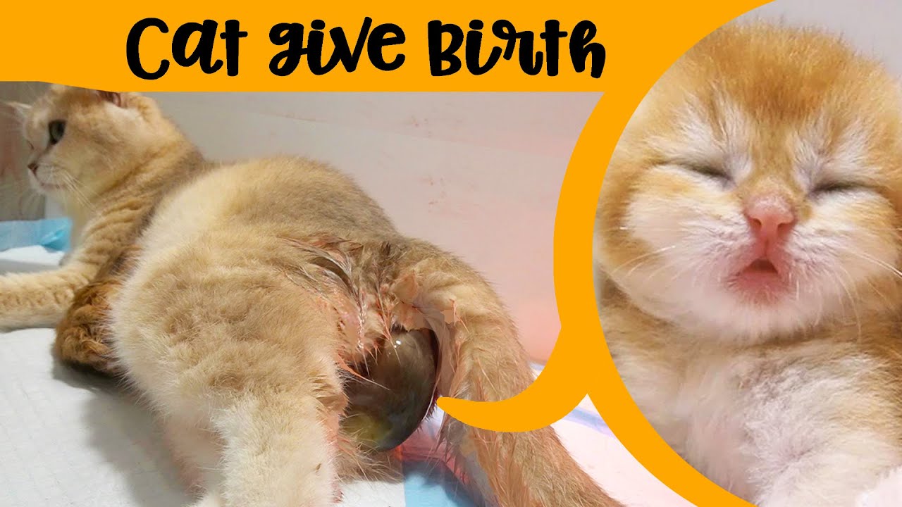 What Does It Mean If You Dream About A Cat Giving Birth To K