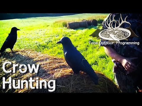 Eating Crow With Total Outdoor Programming Hunting With Decoys And A