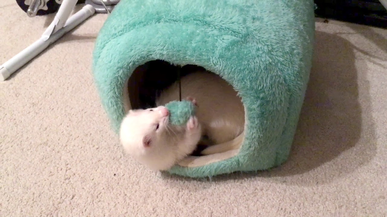 Ferrets Playing Compilation Youtube