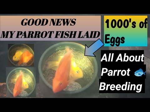 My Parrot Fish Laid Eggs Whats Next Steps For Parrot Fish Breeding