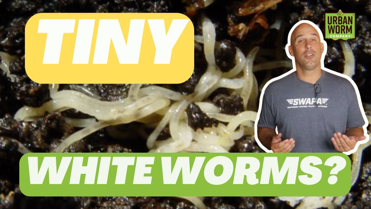 Tiny White Worms In Your Worm Compost Explained Youtube