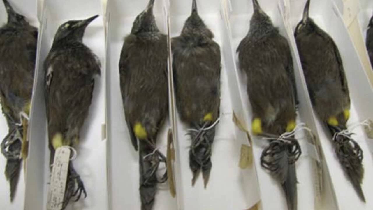 D L22 The Last Song Of The Kauaк I к еќк еќ Bird 1h Loop Youtube