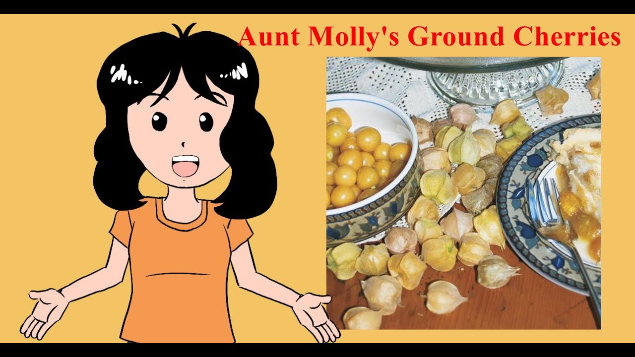 Secret To Growing Aunt Molly S Ground Cherries The Ultimate Guide