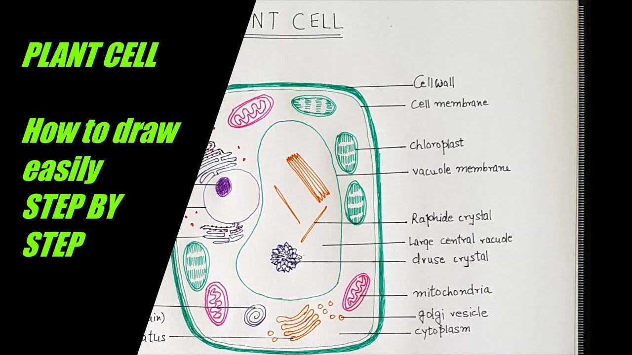 Plant Cell Diagram Labeled 9th Grade