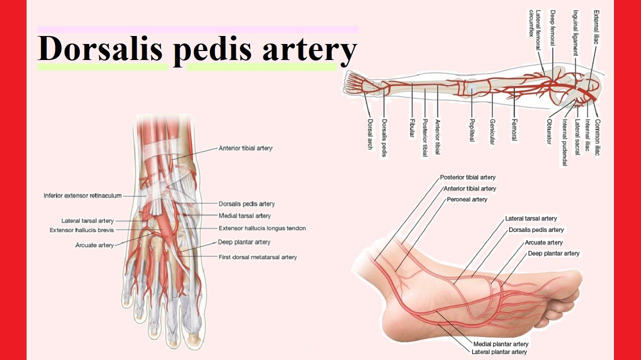Dorsalis Pedis Artery Anatomy Function And Significance