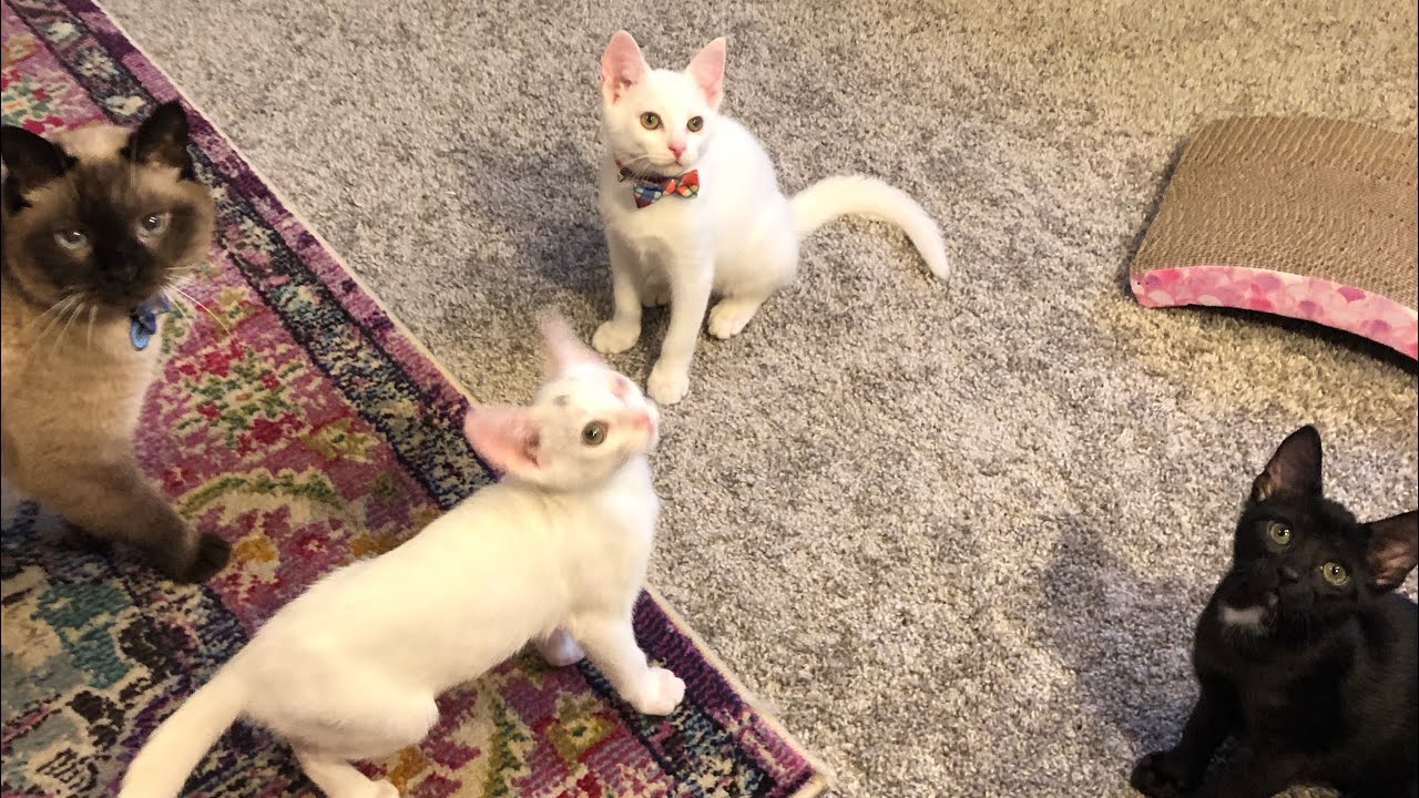 Kittens Jumping Like Crazy Youtube