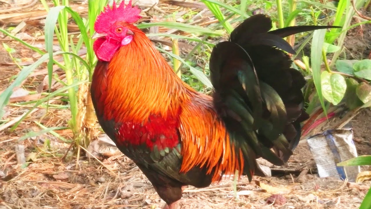 Rooster Sound Rooster Crowing Sound Effect Youtube