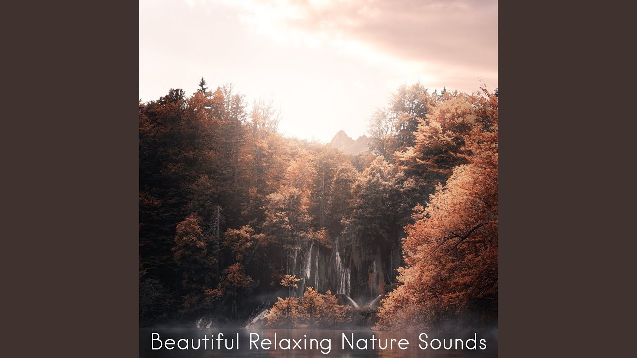 Forest Sounds Youtube