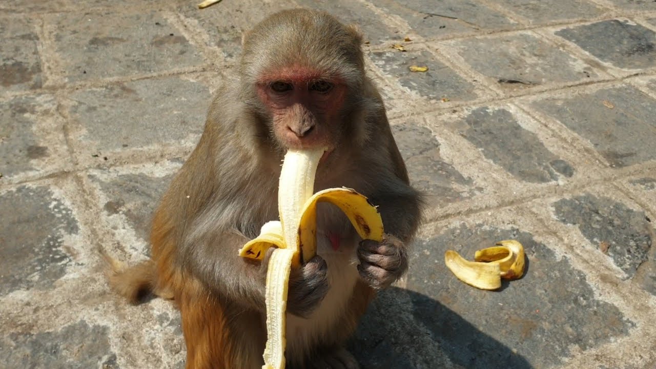 Baby Monkey Eating Banana