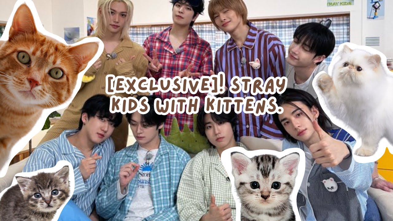 Exclusive Stray Kids With Kittens Interview That Promises To