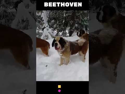 Beethoven Shorts Youtube