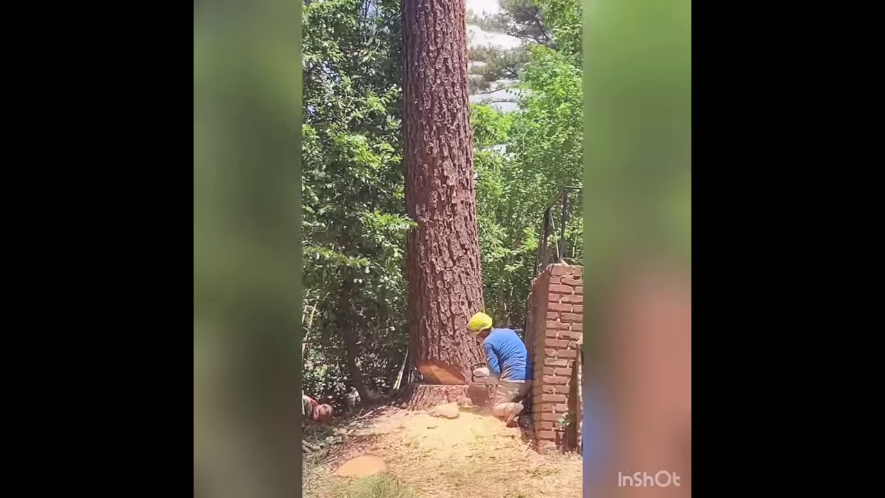 Pine Tree Removal Youtube