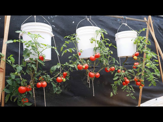 Tomatoes Growing Upside Down Salty Acres Saltyacresnc How To Grow