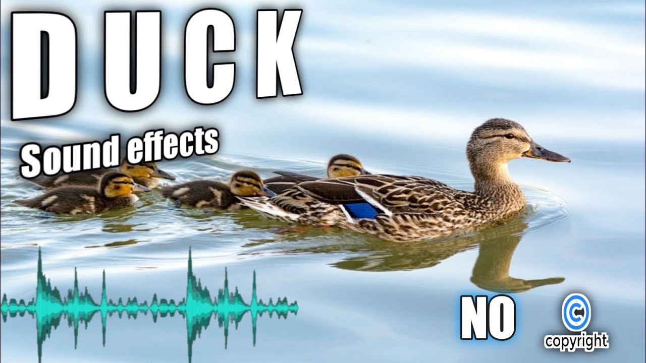 Duck Sounds Duck Noises Duck Quack Sound Effect Without Copyright