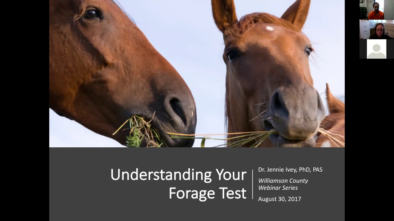 Equine Management Understanding Forage Test Youtube