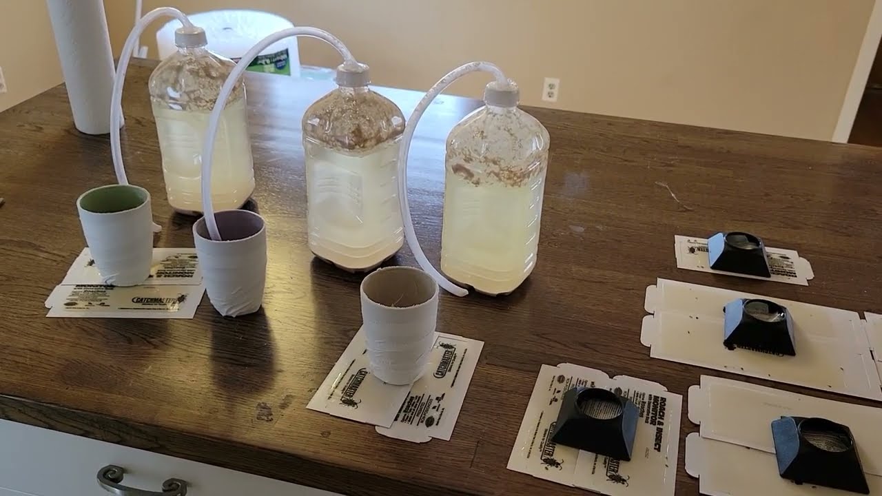 Homemade Bed Bug Trap Alka Seltzer Homemade Ftempo