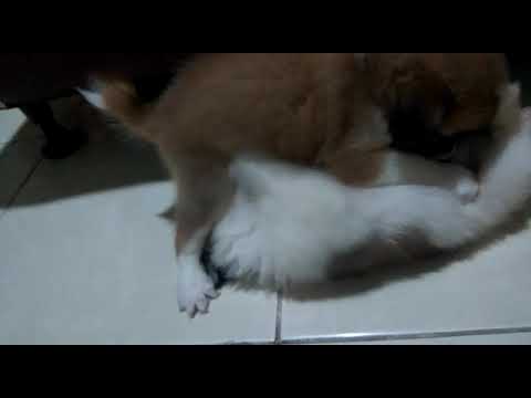 Puppies Suck Penis Each Others Youtube