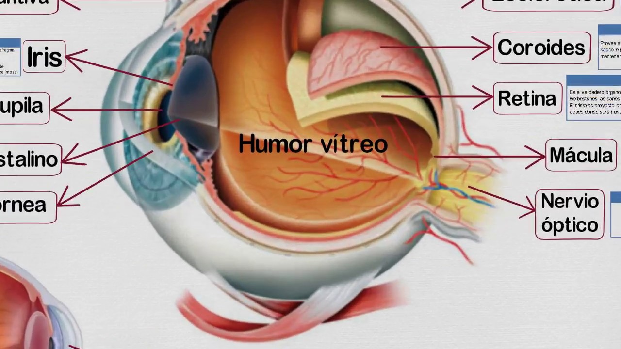 рџ µ Partes Del Ojo Humano Y Sus Funciones пёџ Youtube