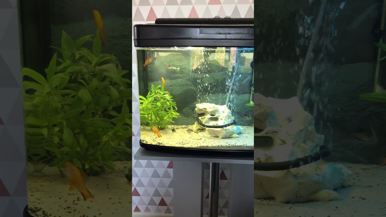 Upgraded 64l Interpet Fish Pod Aquarium Youtube