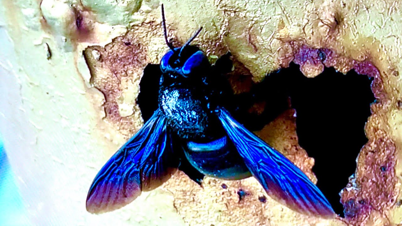 Big Black Bee рџђќ Bhaunra рџђќ Youtube