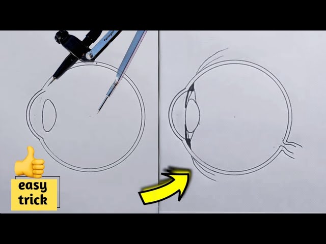 Draw The Structure Of Human Eye And Explain Its Working Infoupdate Org