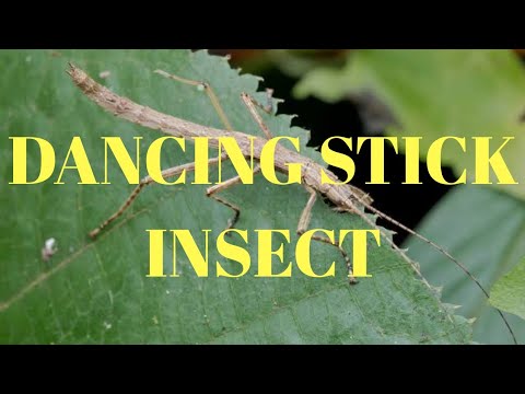 Dancing Stick Insect Youtube