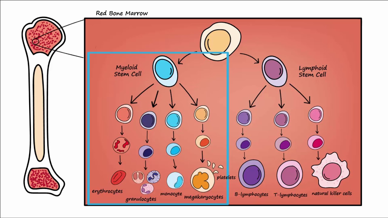 Leukemia Cells Diagram Research Reveals Mechanism For Leukaemia Cell