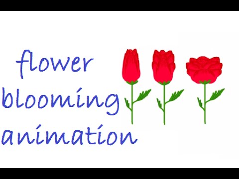 Blooming Flower Animation Pictures Best Flower Site