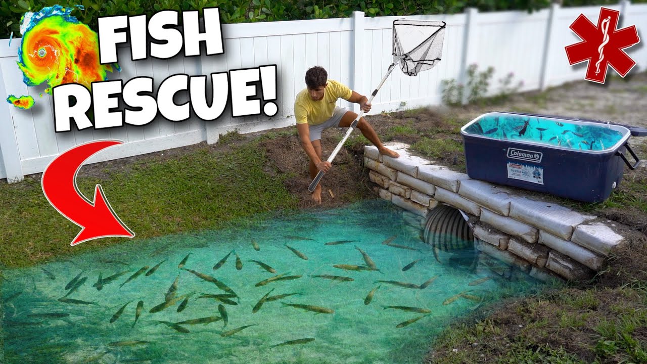 Rescuing Fish From Hurricane Flood Youtube