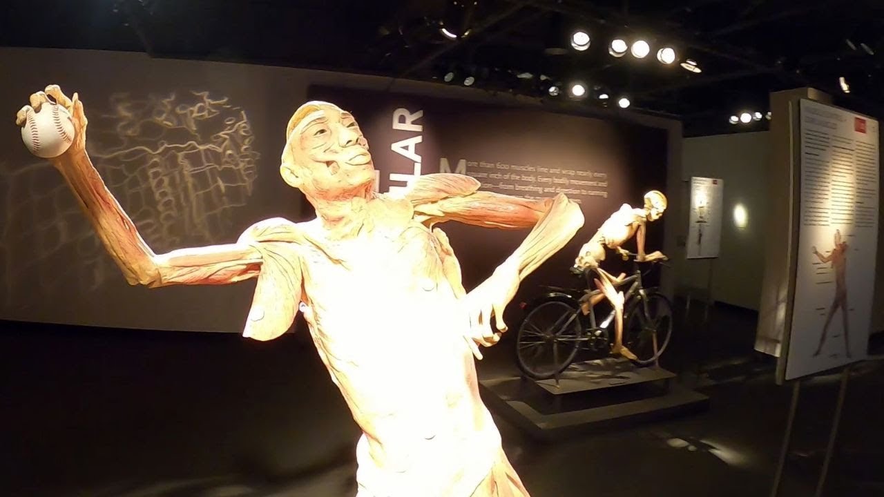 Body Works Human Exhibit At Cari Kirby Blog