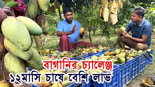 Commercial Orchard Of Baromasi Mango This Baromasi Mango Cultivation Is ...