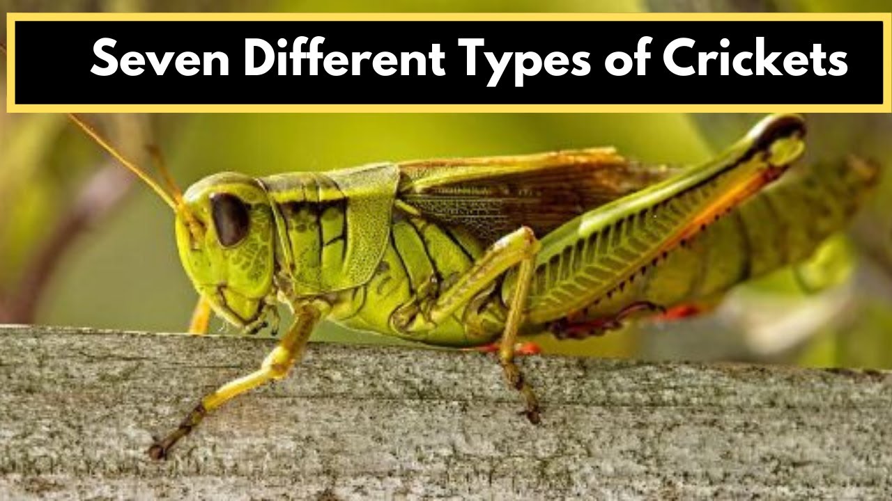 Cricket Insect Interesting Facts At Mary Lockridge Blog
