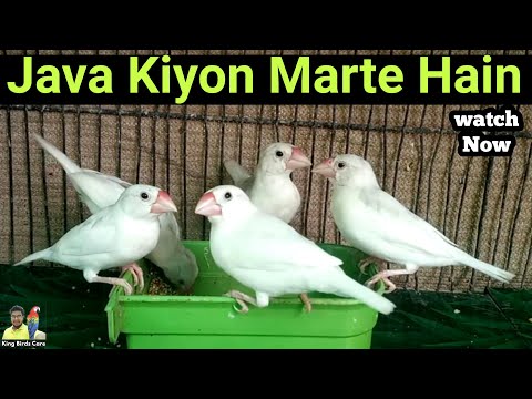 Java Sparrow Death Reason Java Bird Care Tips Java Sparrow